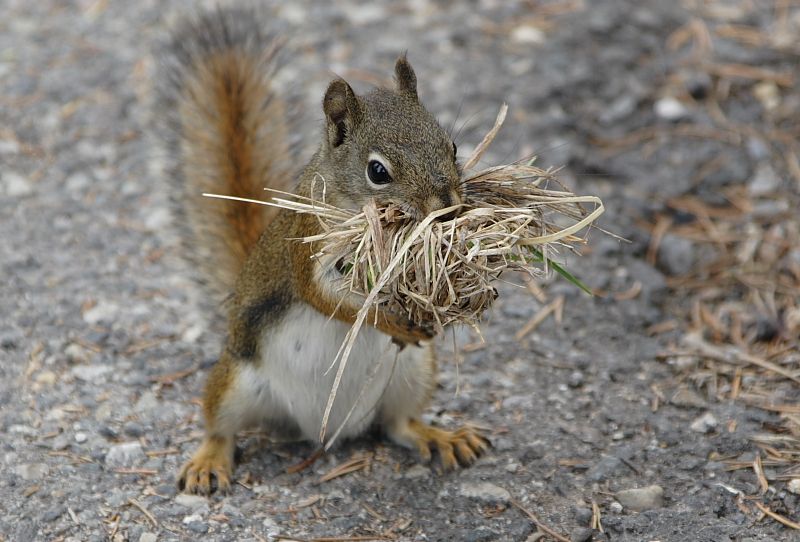 Where do squirrels sleep during winter and summer? - RightQuotes4all